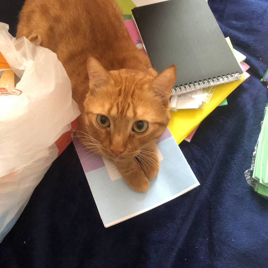 Продадим кота