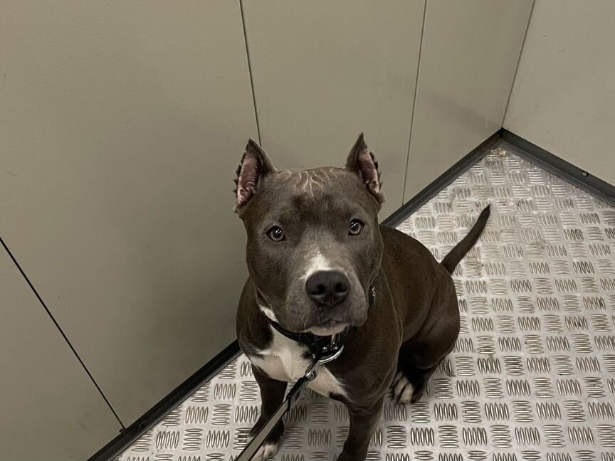 Продам Стаффа