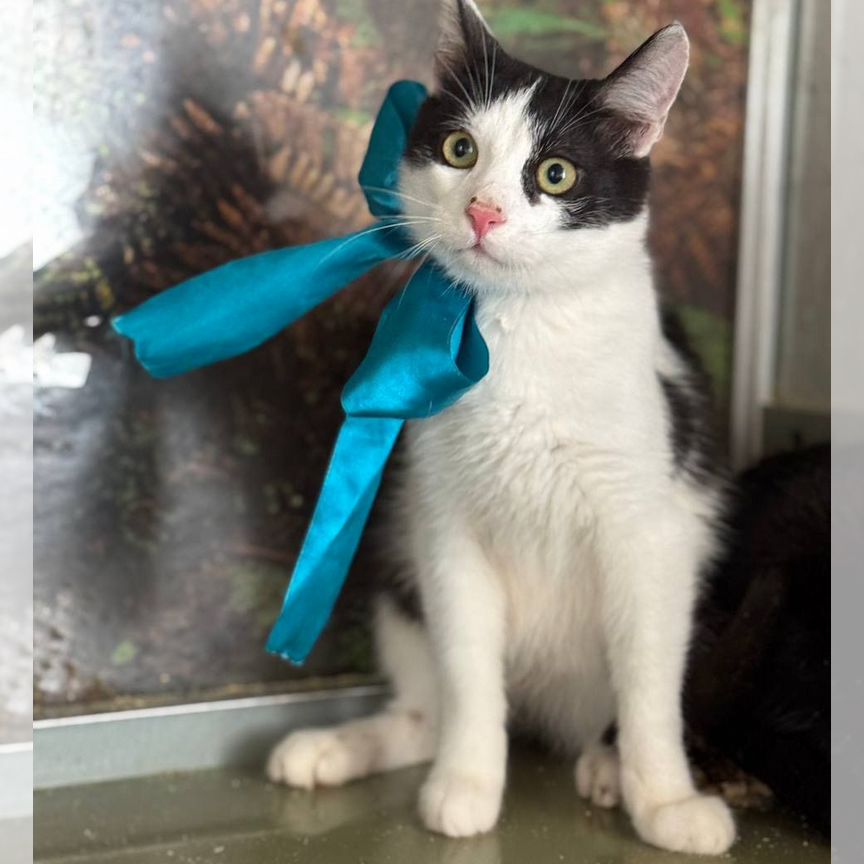 Котенок в семью