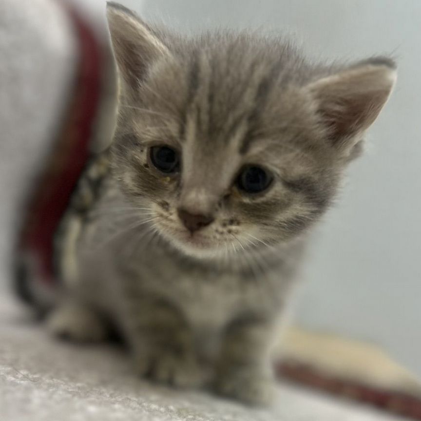 Котики в самые лучшие и добрые ручки