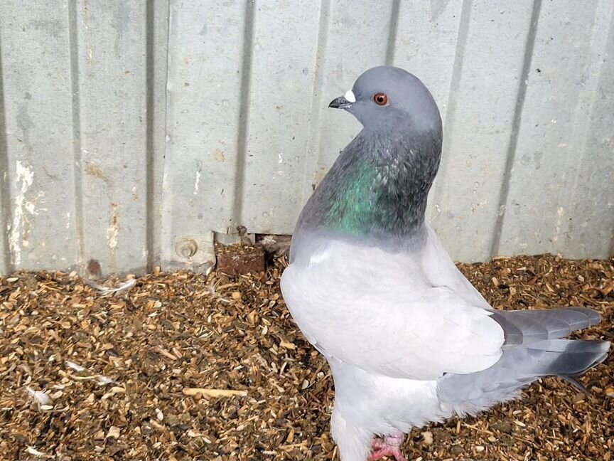 Голуби кинги