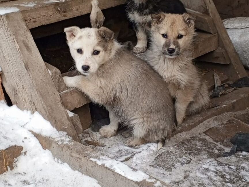 Маленькая собака