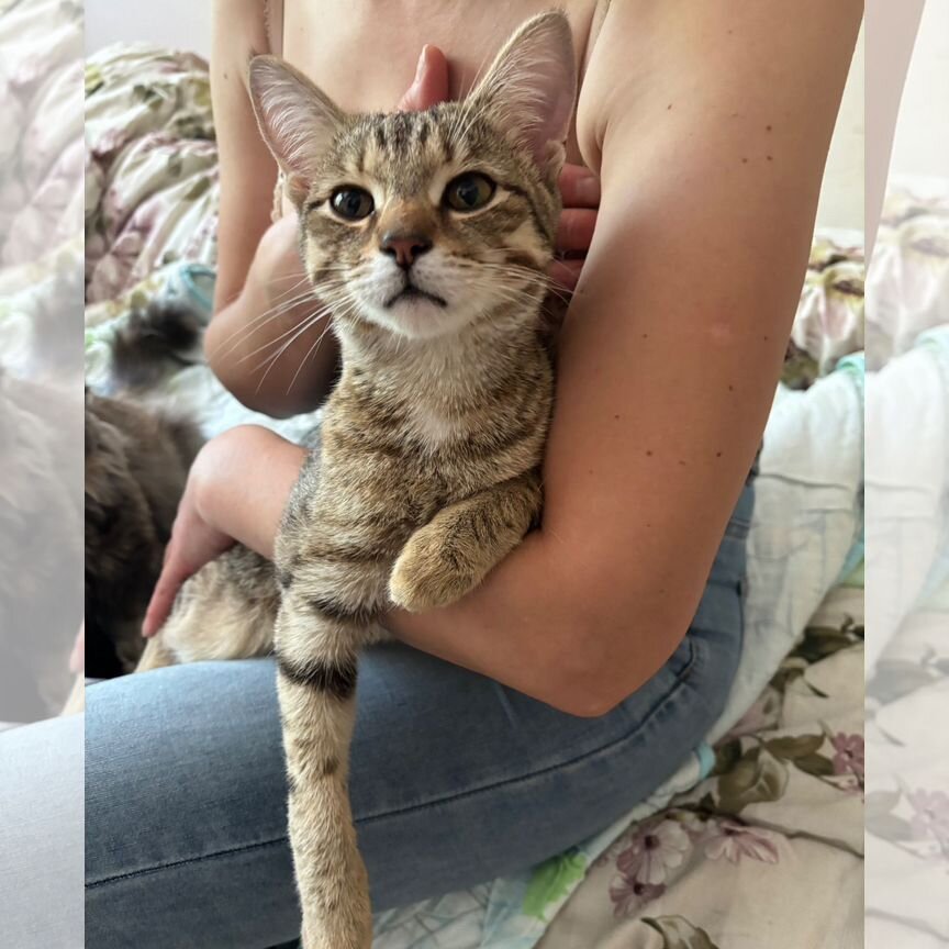 Котёнок в добрые руки