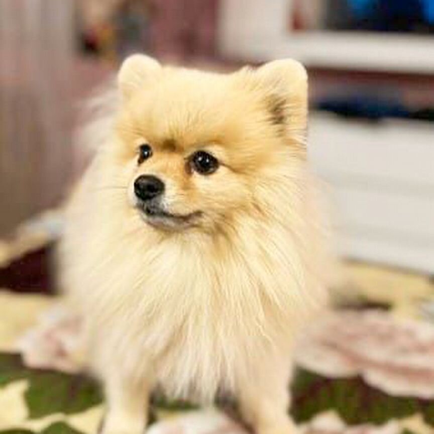 Померанский шпиц мини щенок