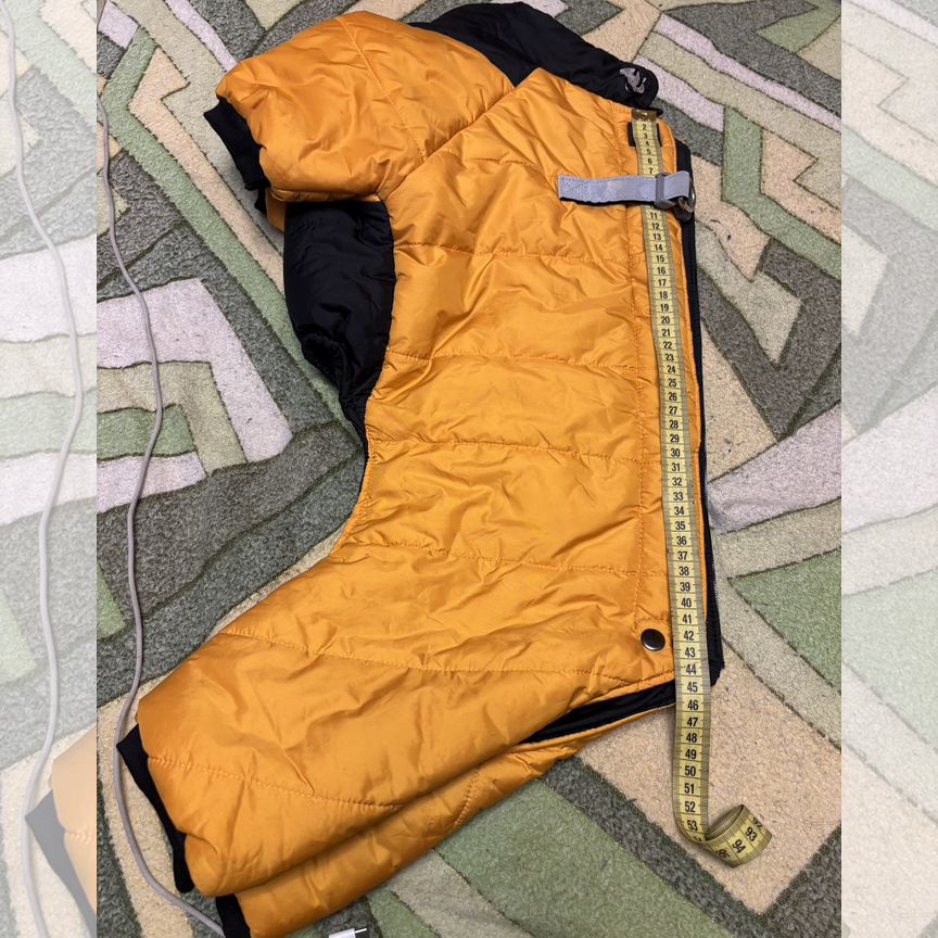 Английский кокер-спаниель, взрослая собака