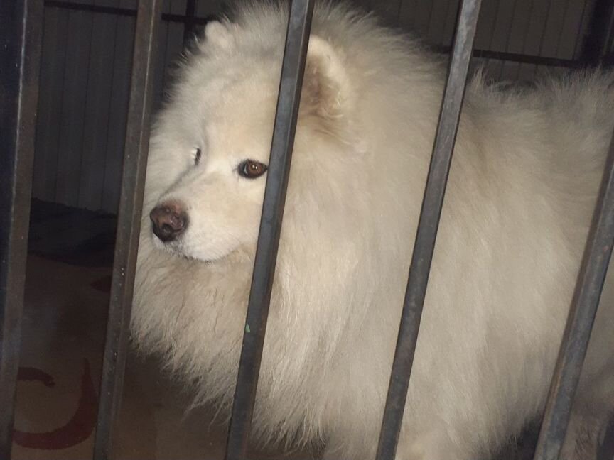 Самоедская лайка шерсть