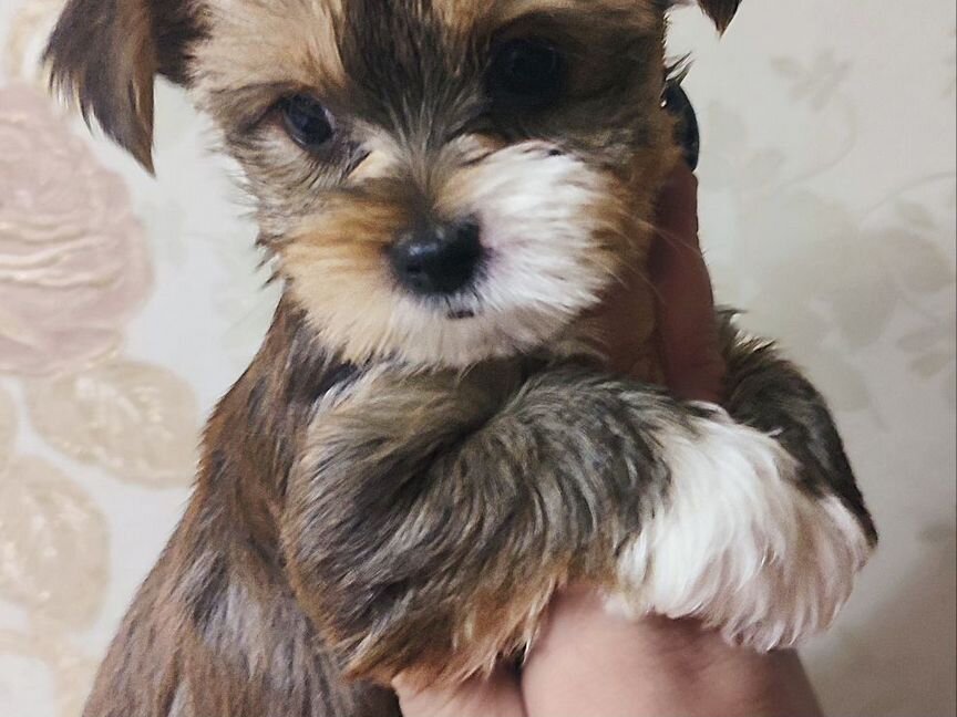 Йоркширский терьер щенки