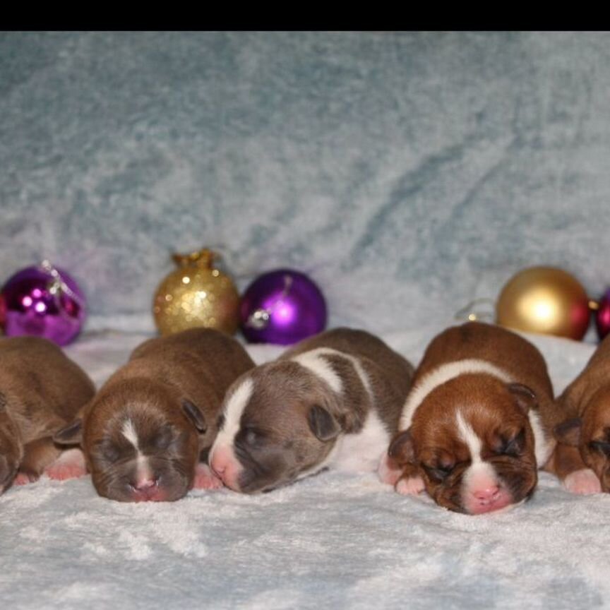 Щенки Американский стаффордширский терьер