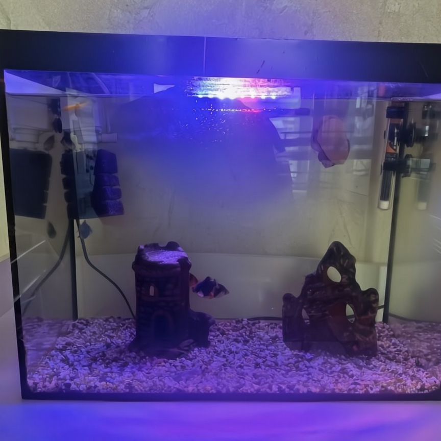 Аквариум с рыбками и улиткой)