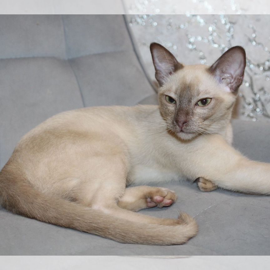 Тонкинская кошечка, Тонкинез