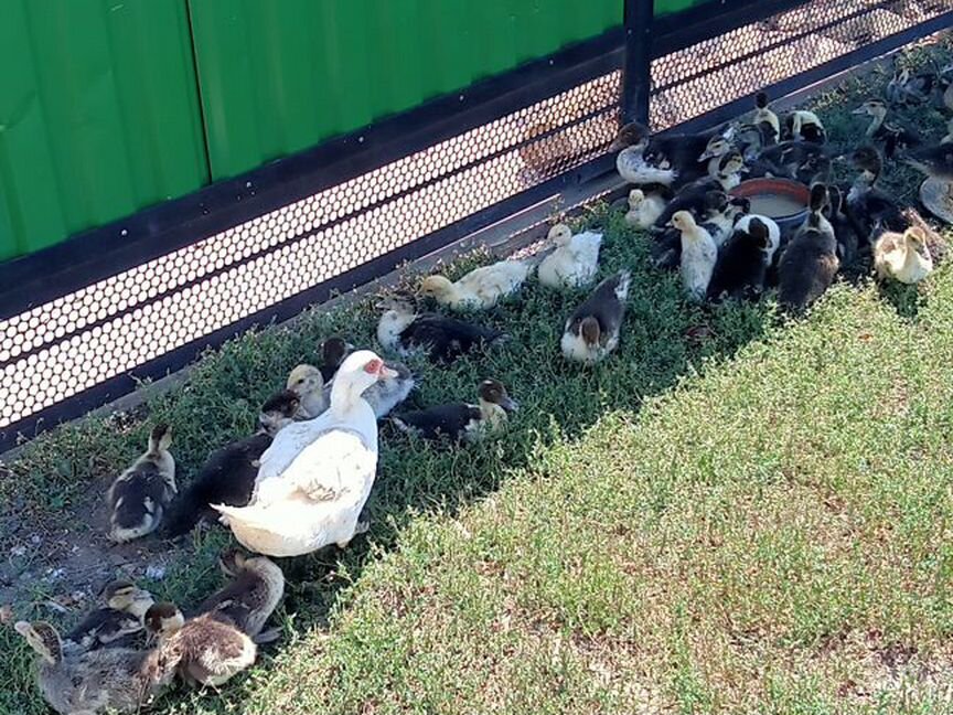 Продаются Инда утята