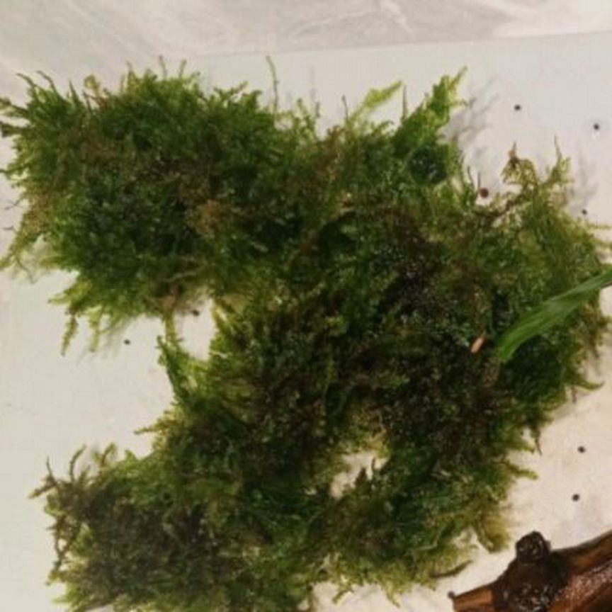 Рождественский мох для аквариума