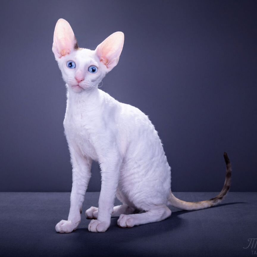 Котенок малышка Хлоя