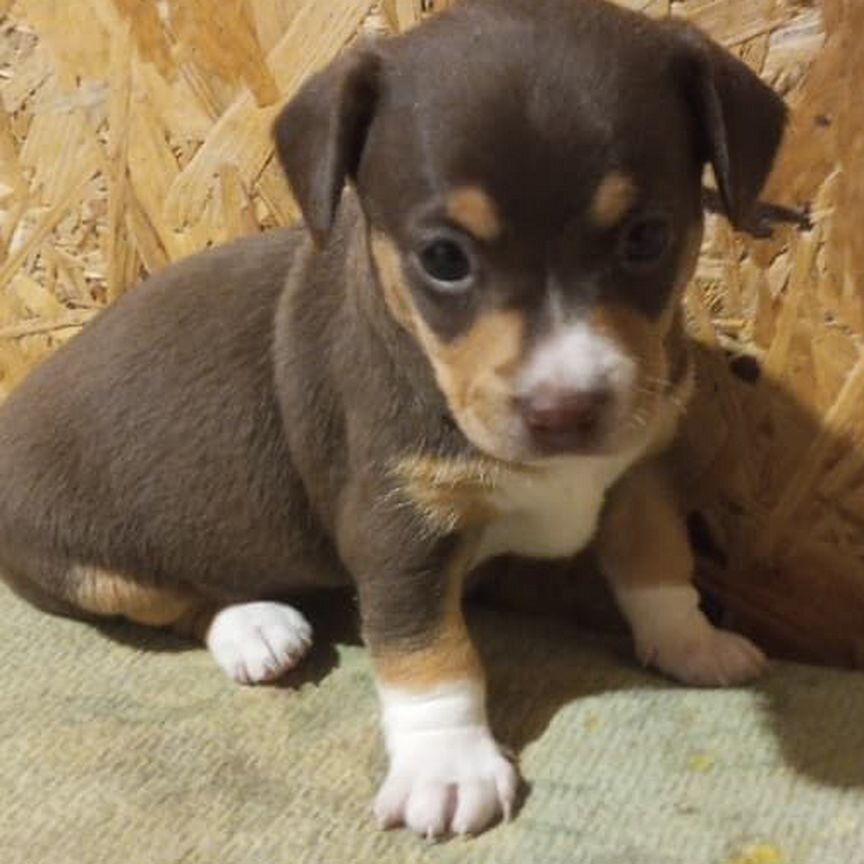 Щенок от частного владельца