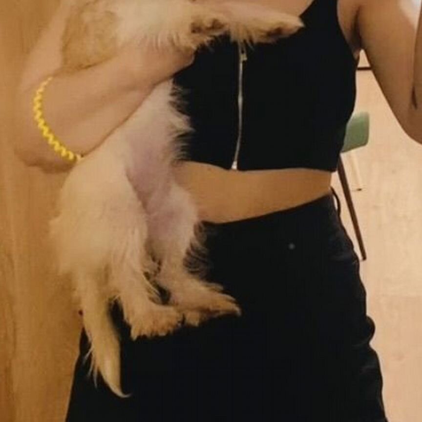 Мальтипу, щенок