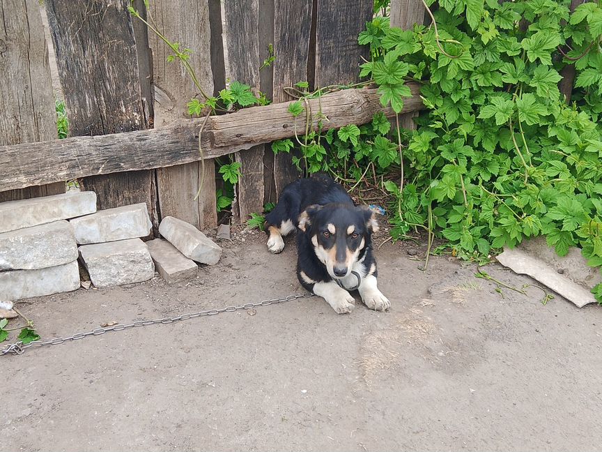 Отдам в надёжные руки