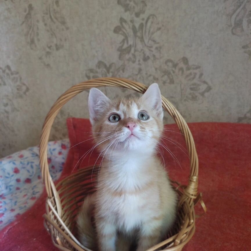 Ручной рыжий котенок мальчик