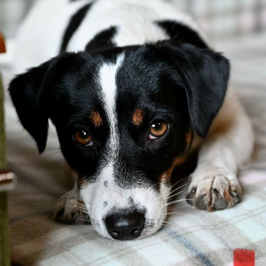 Джек рассел терьер