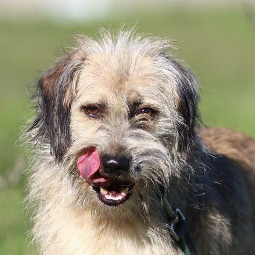 Небольшая Бибочка с бородой и усами в дар