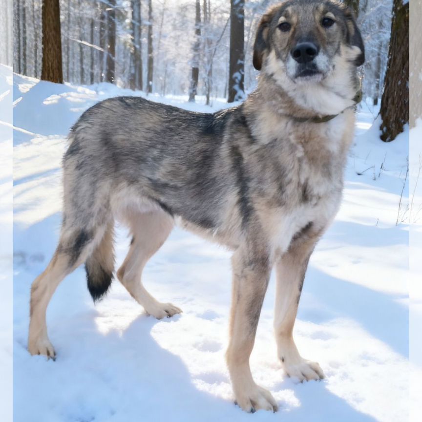 Взрослый пёс в добрые руки