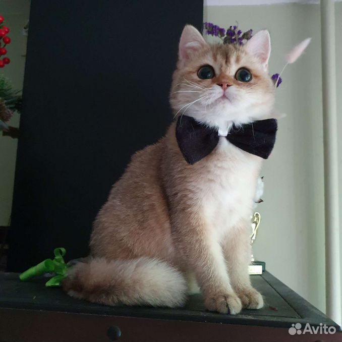 Британский золотой котик - VIP