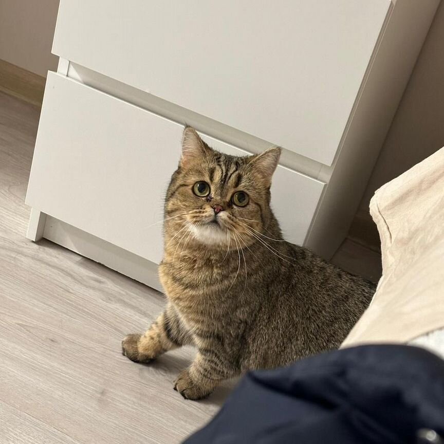 Шотладская прямоухая