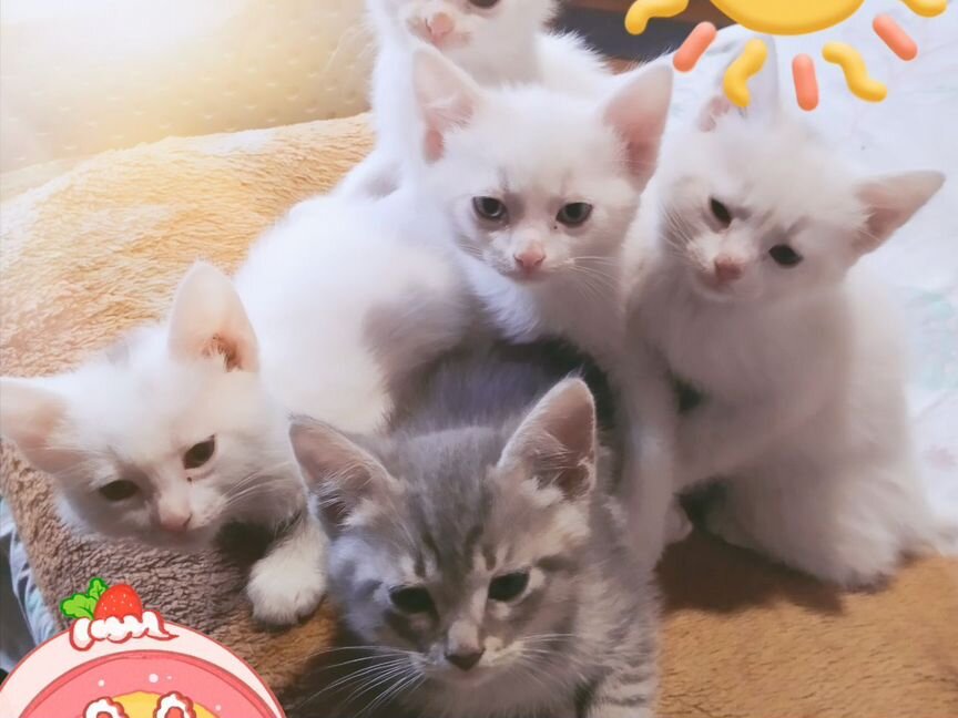 Котята в добрые руки