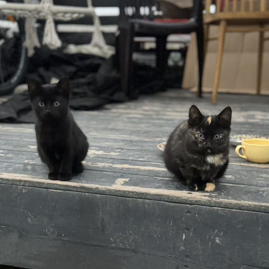 Кошки