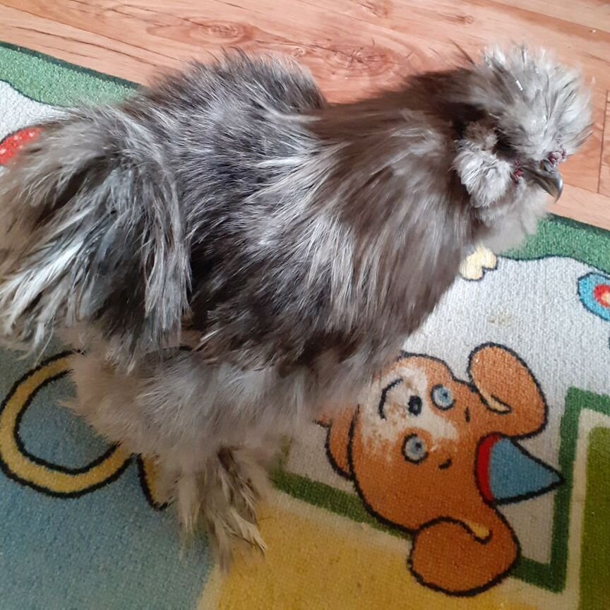 Петух китайский шелковый