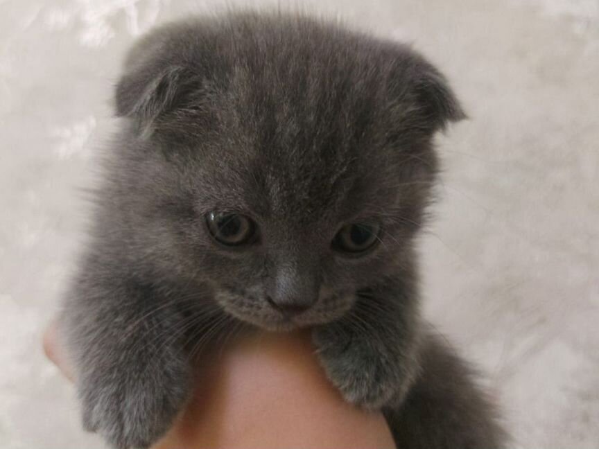 Кошка и кот