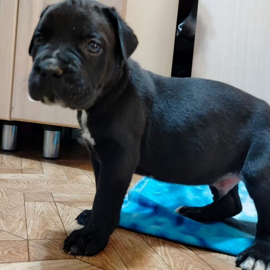 Мальчик корсо