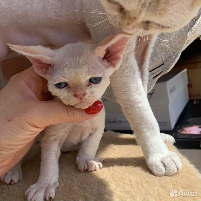 Котята Девон Рекс (Devon Rex)