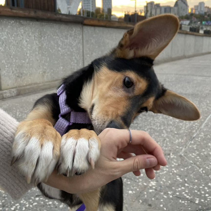 Собака девочка Лея