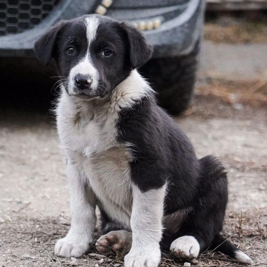 Щенок девочка замерзает на улице