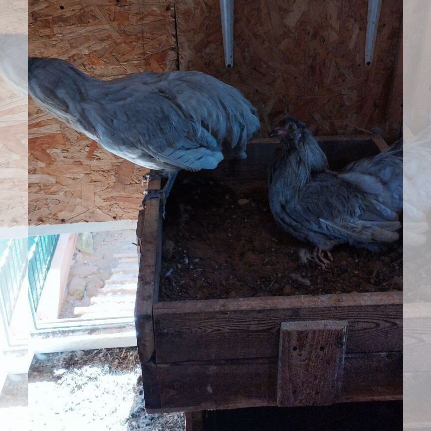 Курочка и петушок Амеракуана 4 мес