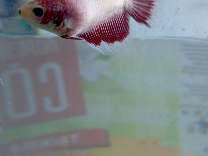 Рыбка петушок самочка