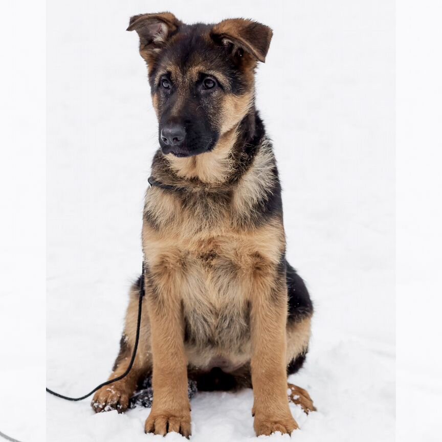 Щенки породы немецкая овчарка