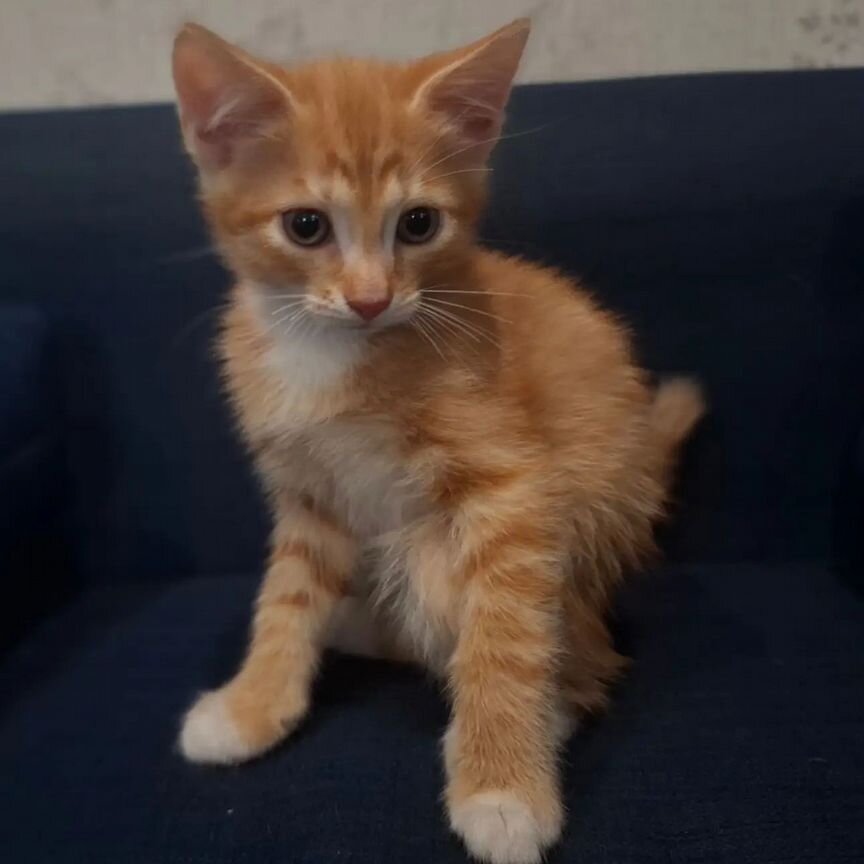 Котёнок от частного владельца