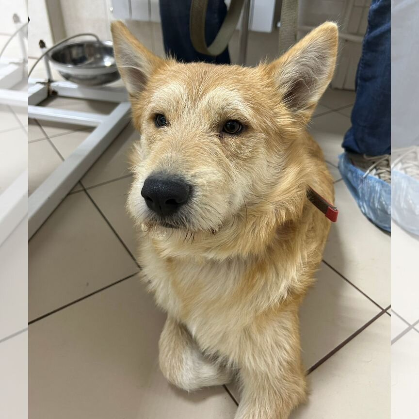 Взрослая собака в добрые руки