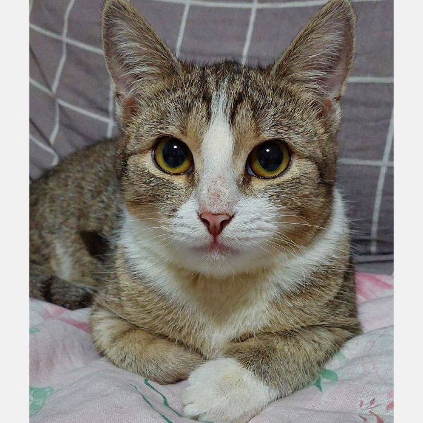 Две кошечки подростка для любви