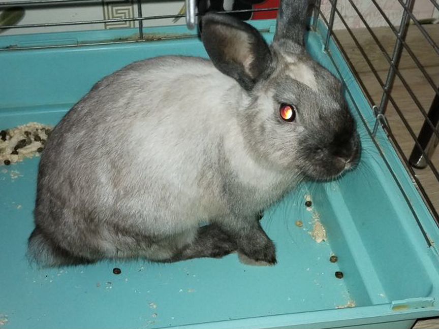 Продажа животных