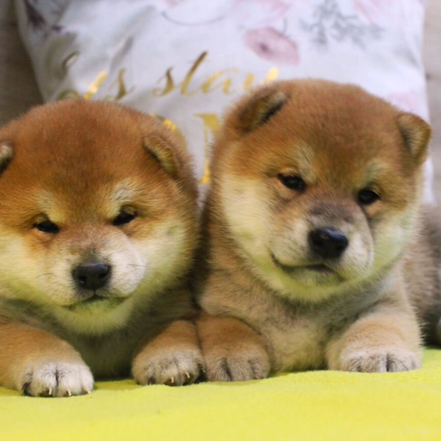 Сиба-ину щенки