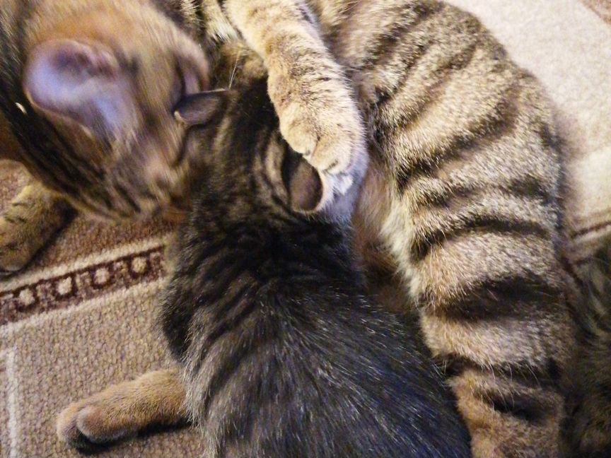 Кошка