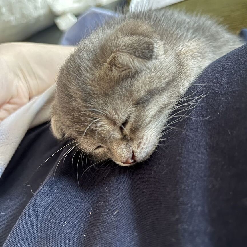 Котенок