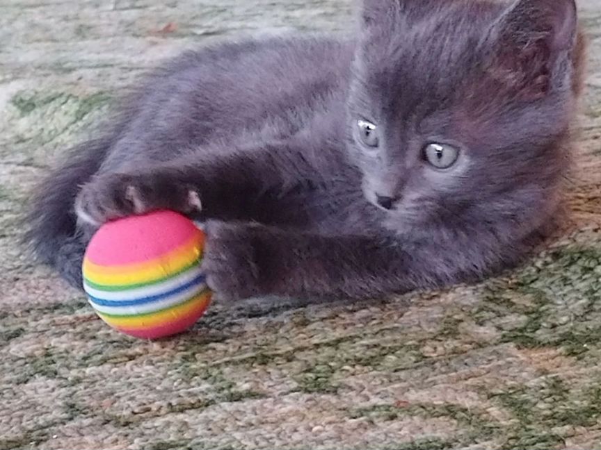 Котёнок ищет дом