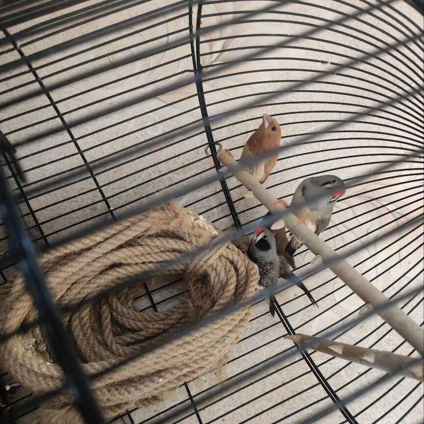 Амадины с клеткой