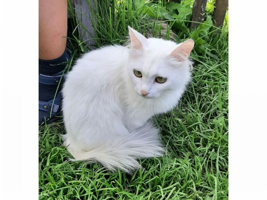 Кошка Турецкая ангора белая