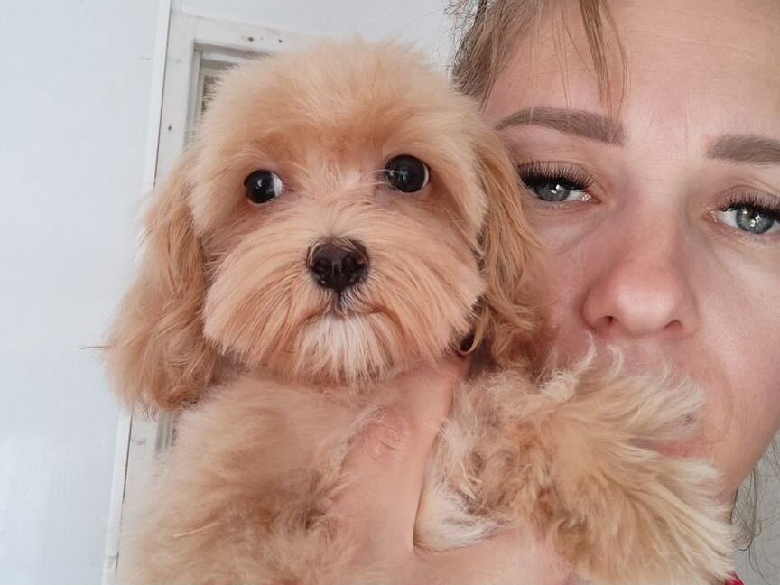 Мальтипу ф1 мини