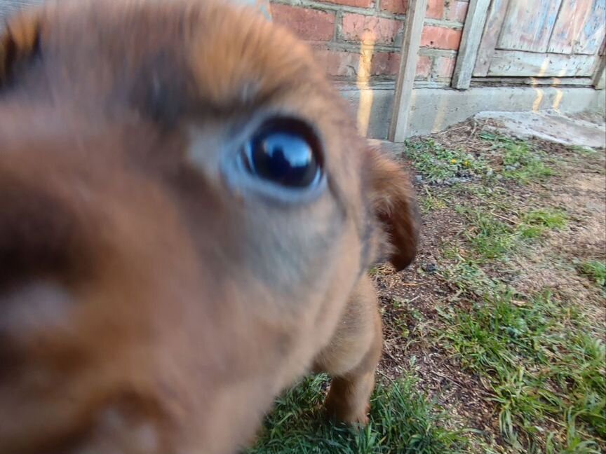 Отдам щенков в хорошие руки