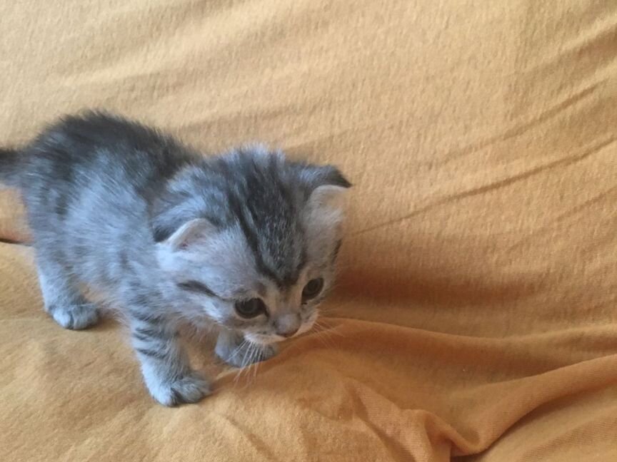 Котята в добрые руки даром бесплатно